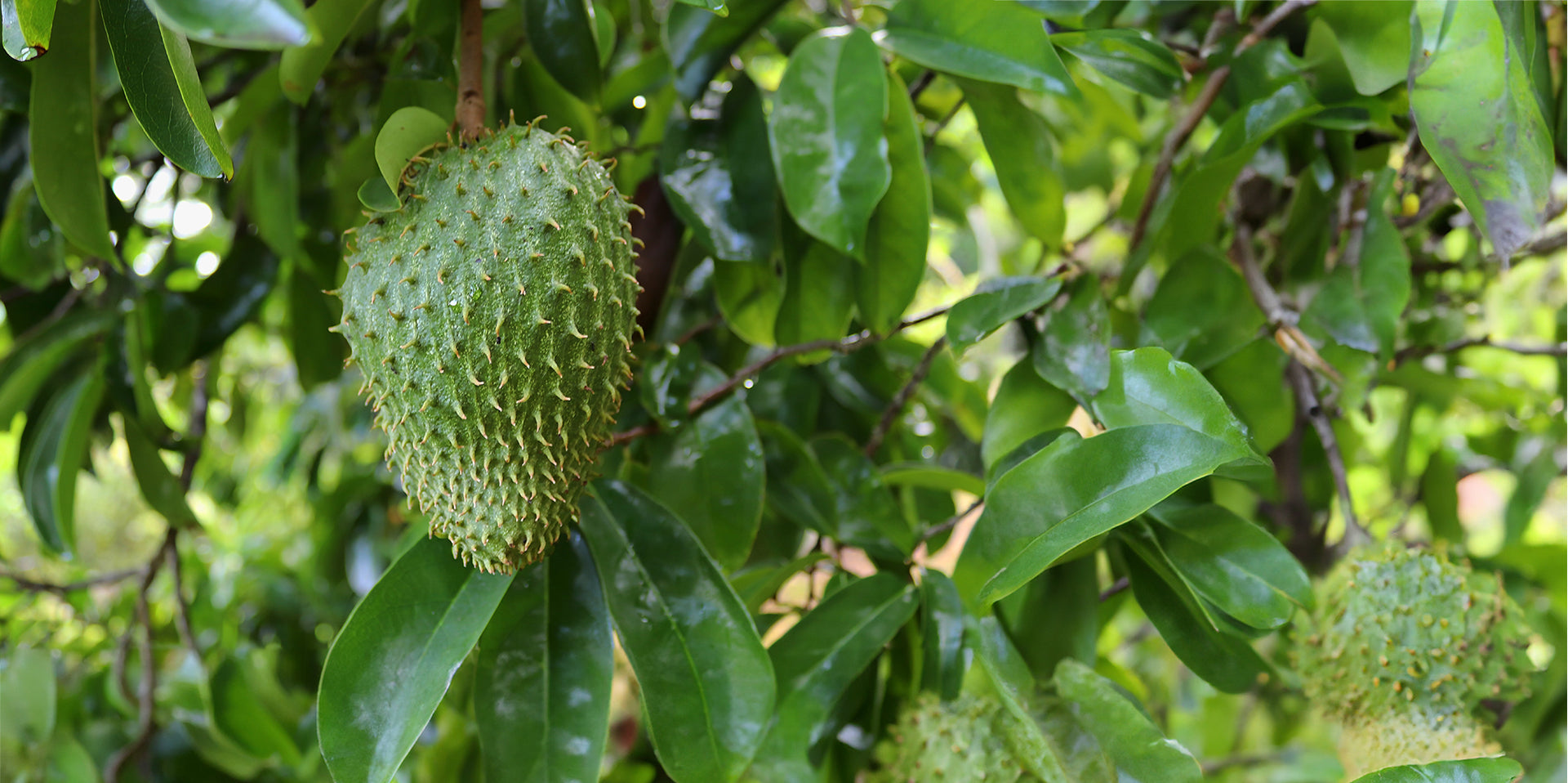 Contact – Soursop Nutrition